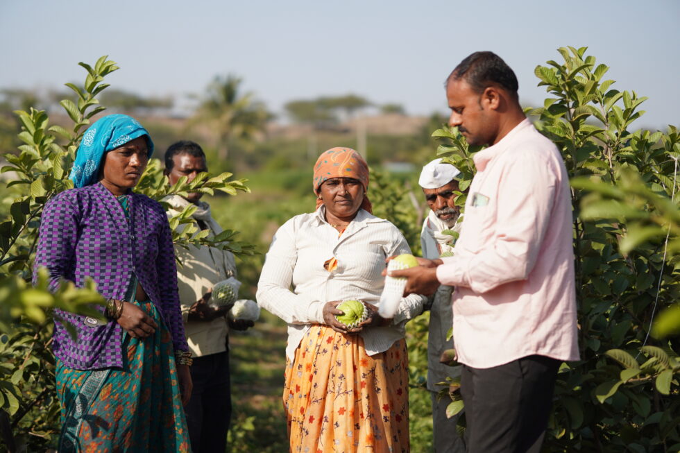 Our Work | Syngenta Foundation India