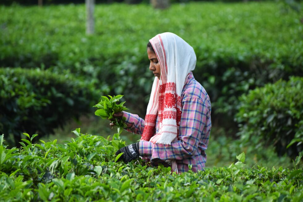 Our Work | Syngenta Foundation India