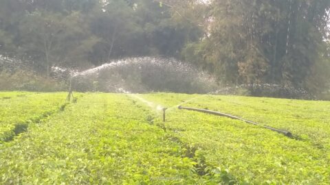 Better Income Project | Syngenta Foundation India