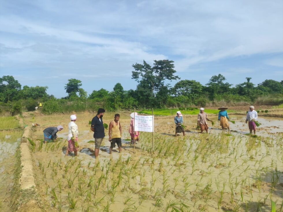 Better Income Project | Syngenta Foundation India